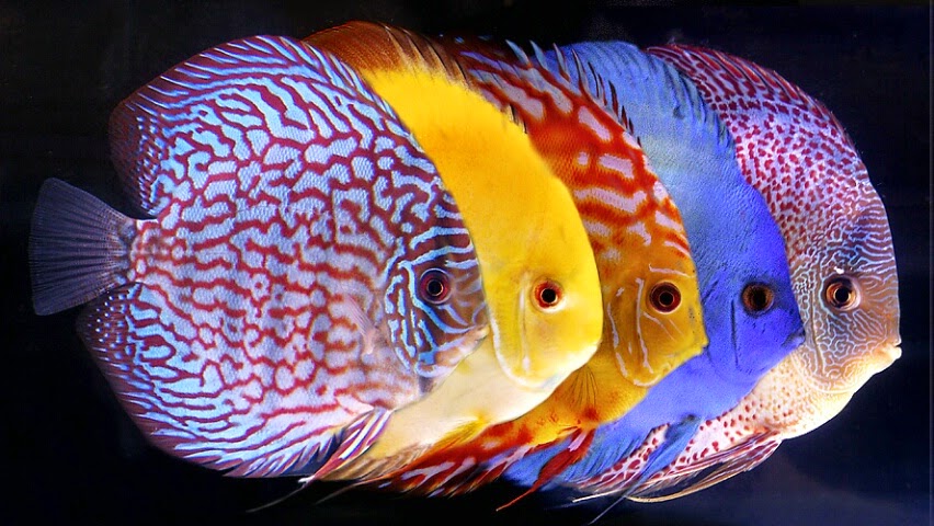 5 Jenis Ikan Hias Termahal di Indonesia Populer - Seru Menarik