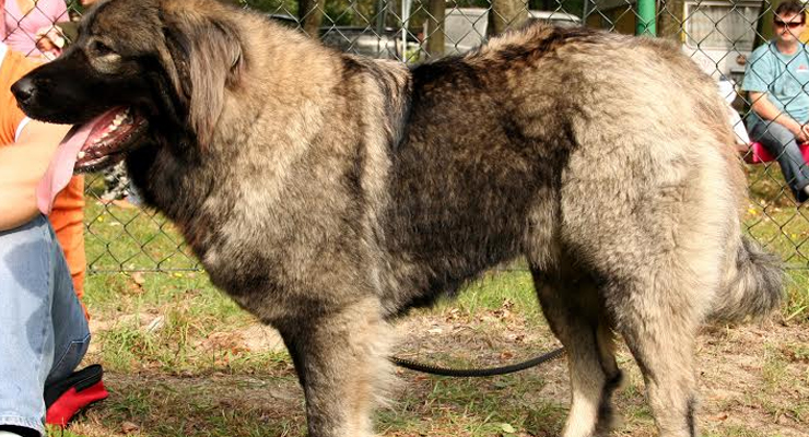6 Anjing Terbesar di Dunia yang Populer - Seru Menarik